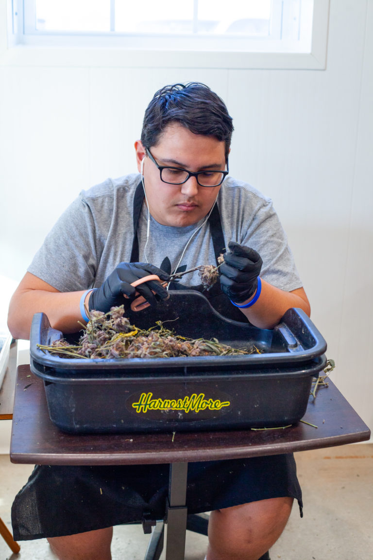 Top 3 Benefits of Hand Trimmed Cannabis – Resonant Cultivation